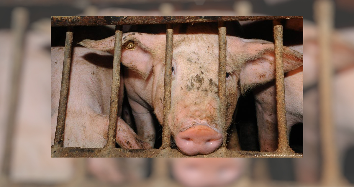 No 'Fixing' This Industry - Peace & Planet News