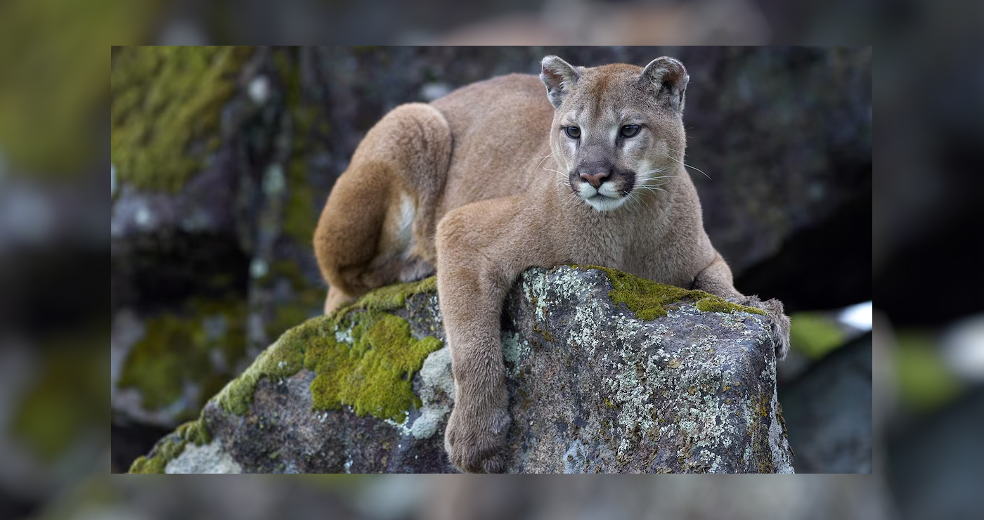 Protecting Pumas - Peace & Planet News