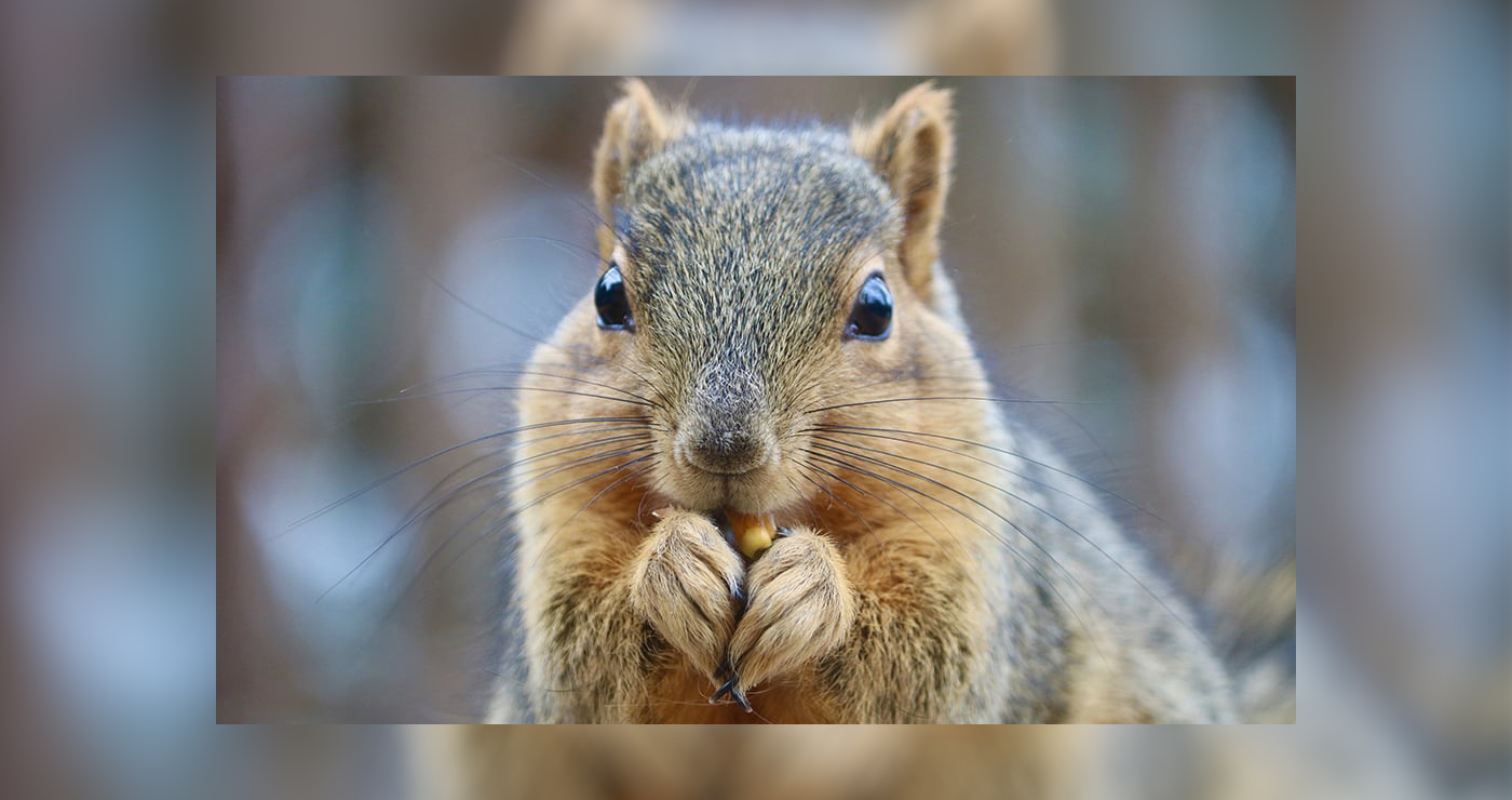 Giving Thanks: The Stranded East River Park Squirrels - Peace & Planet News